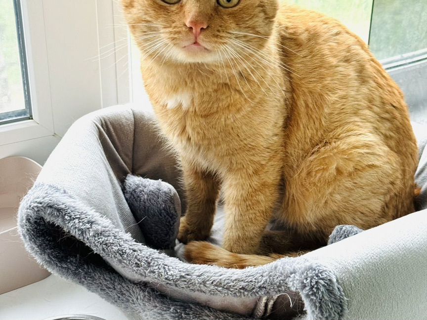 Котик Веник в добрые руки