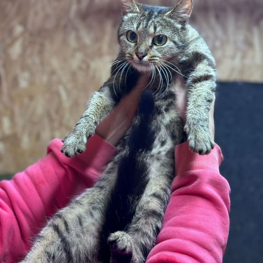 Сия -кошка из приюта Некрасовка