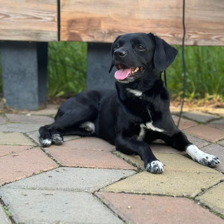 Собака в добрые руки