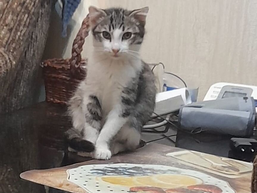 Очень ласковый котенок