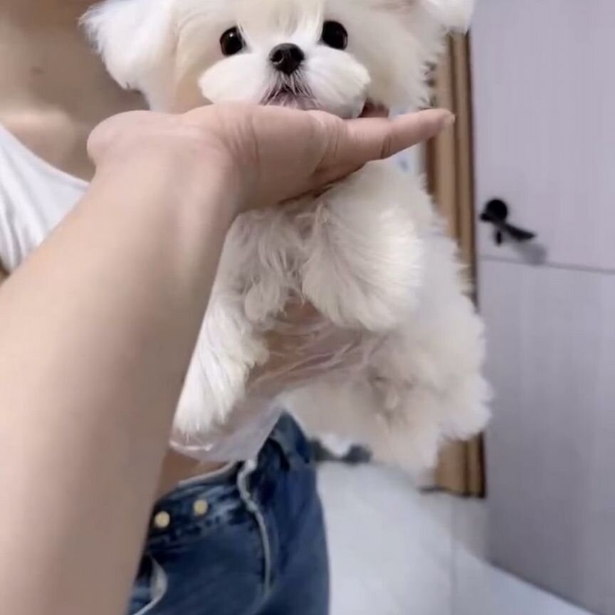 Мальтезе мальчик Китай 4,5 мес