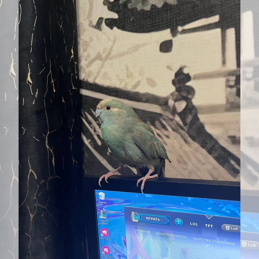 Попугай какарик девочка
