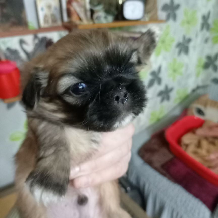 Щенки пекинеса