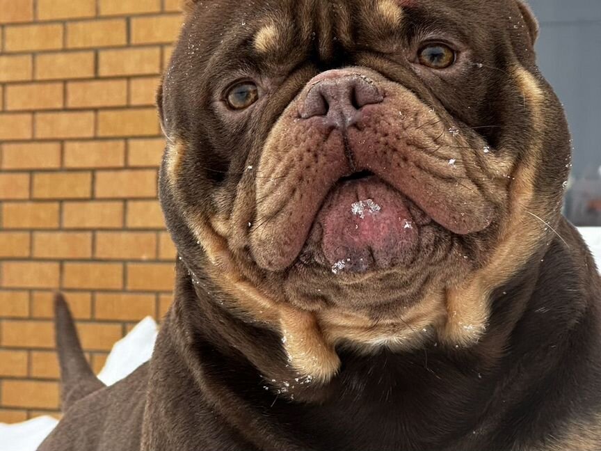 Кобель Булли на вязку,2 года