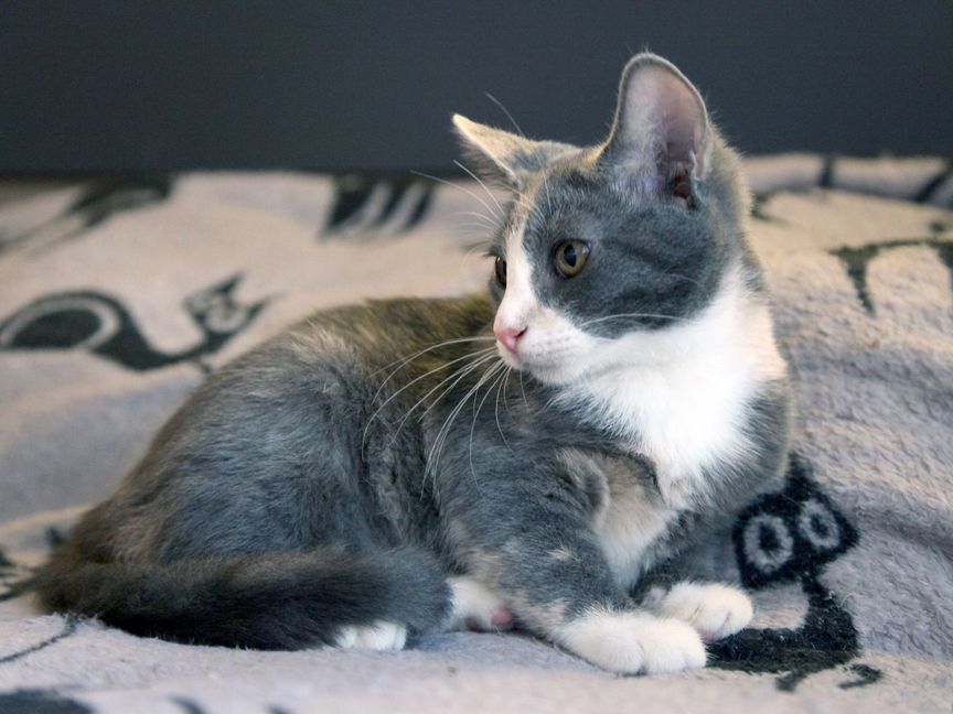 Дымчатый котёнок Маюша, 4 мес
