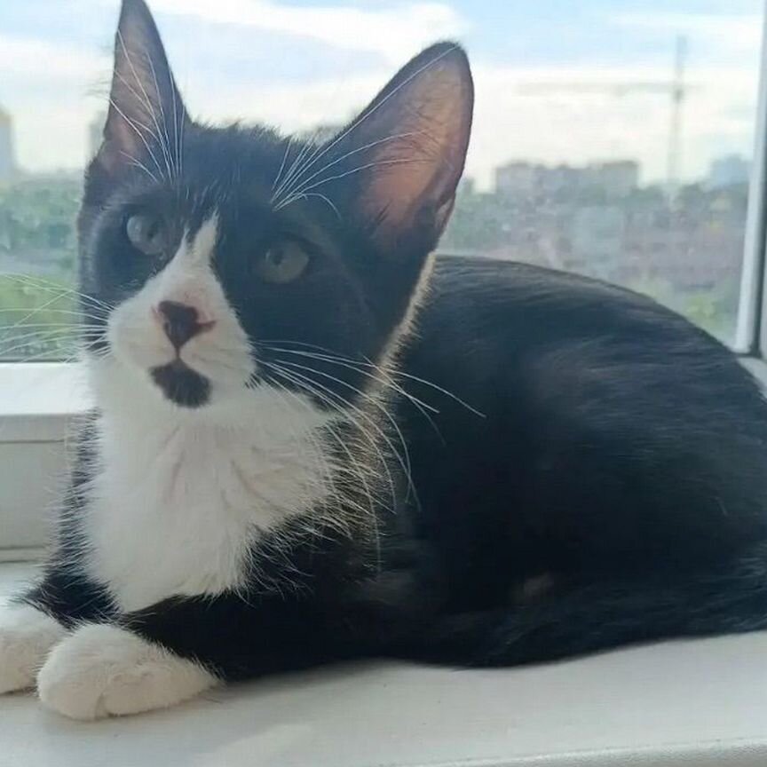 Котёнок в добрые руки