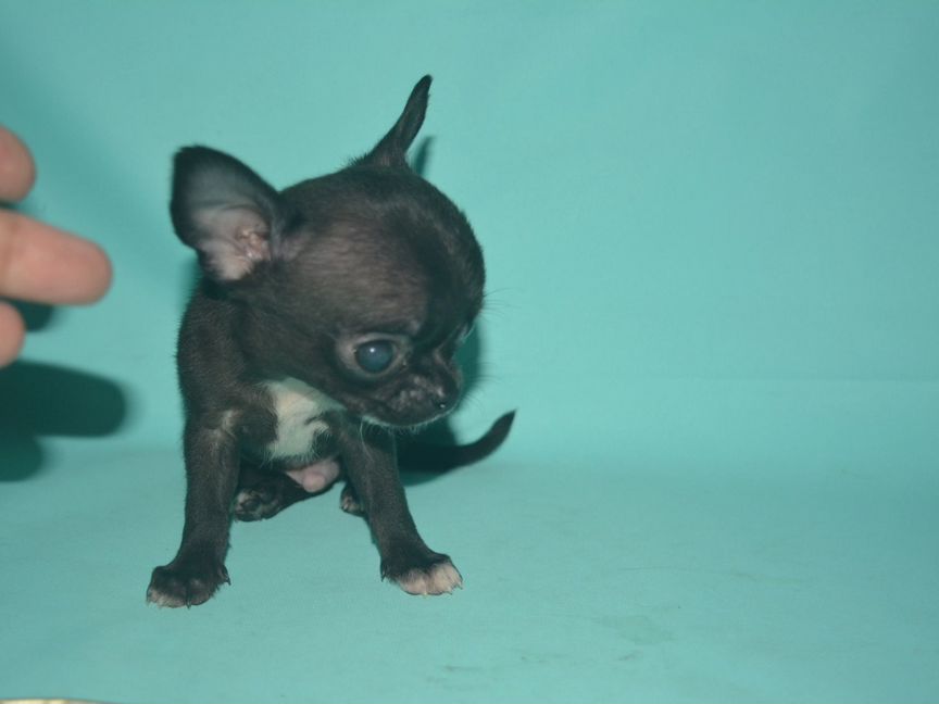 Крошик - супер мини чихуахуа