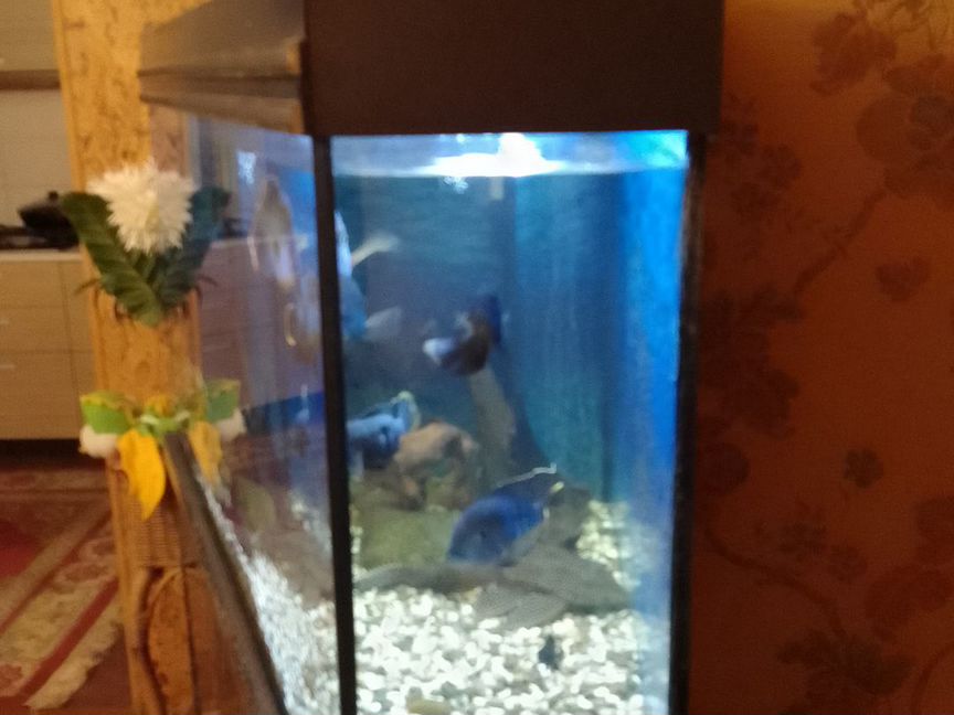 Аквариум с тумбой и рыбками