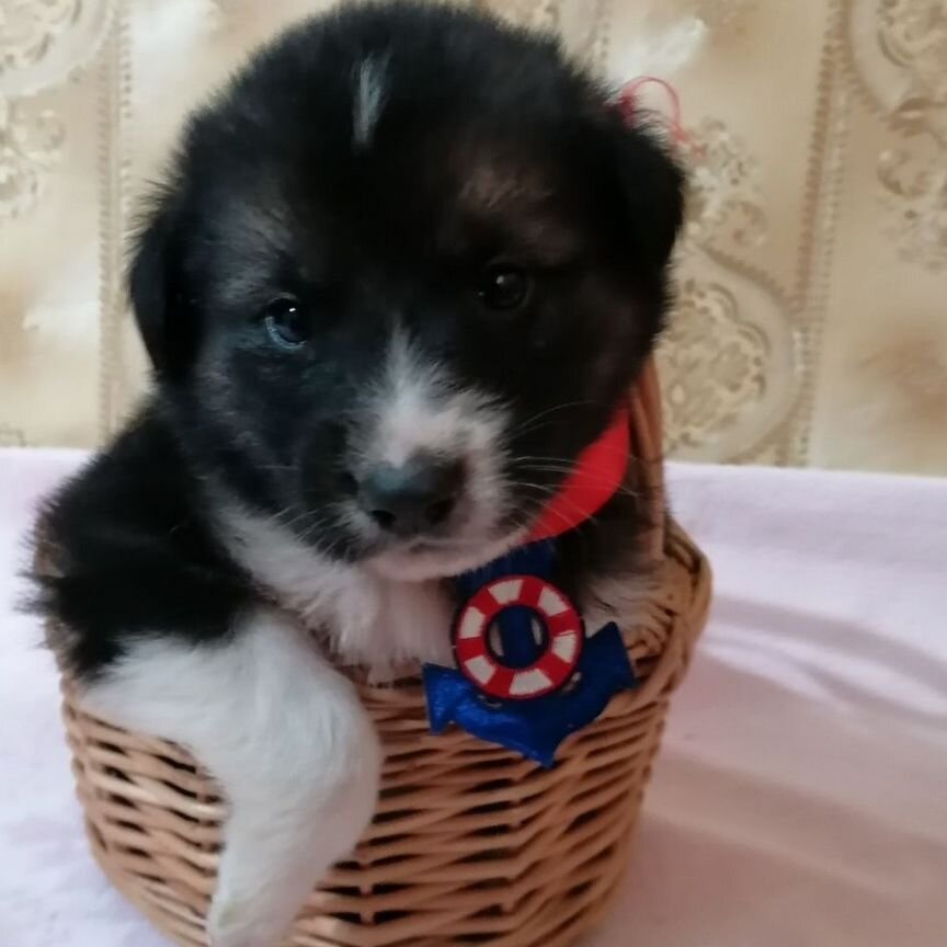 Отличный охранник в частный дом