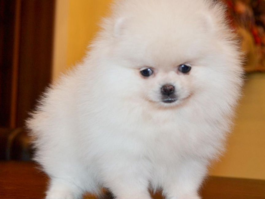 Померанский шпиц девочка и мальчики