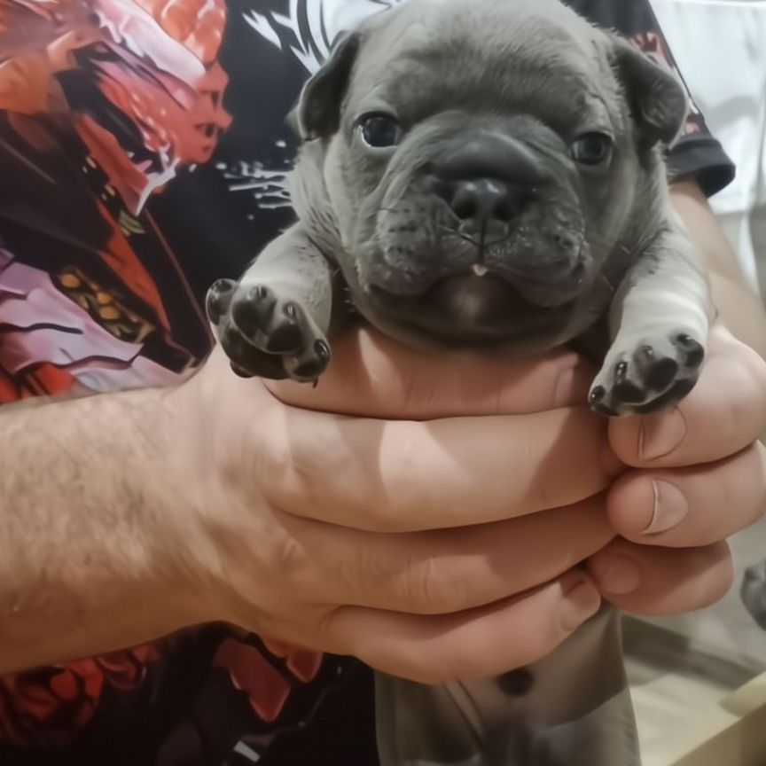 Французский бульдог, щенок