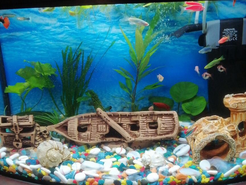 Аквариумные рыбки