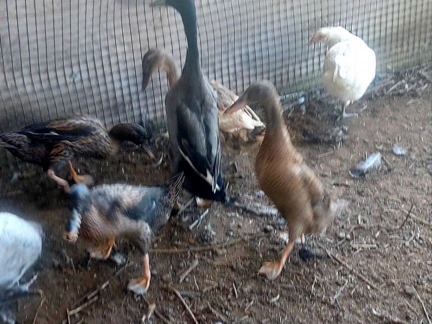 Утки Индийский бегунок