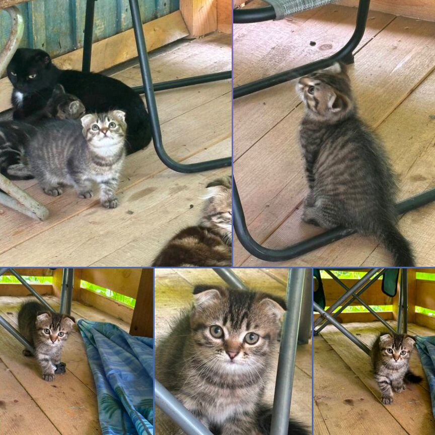 Котята в добрые руки