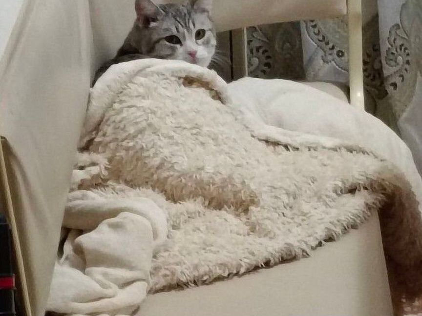Сероватый белый Котик