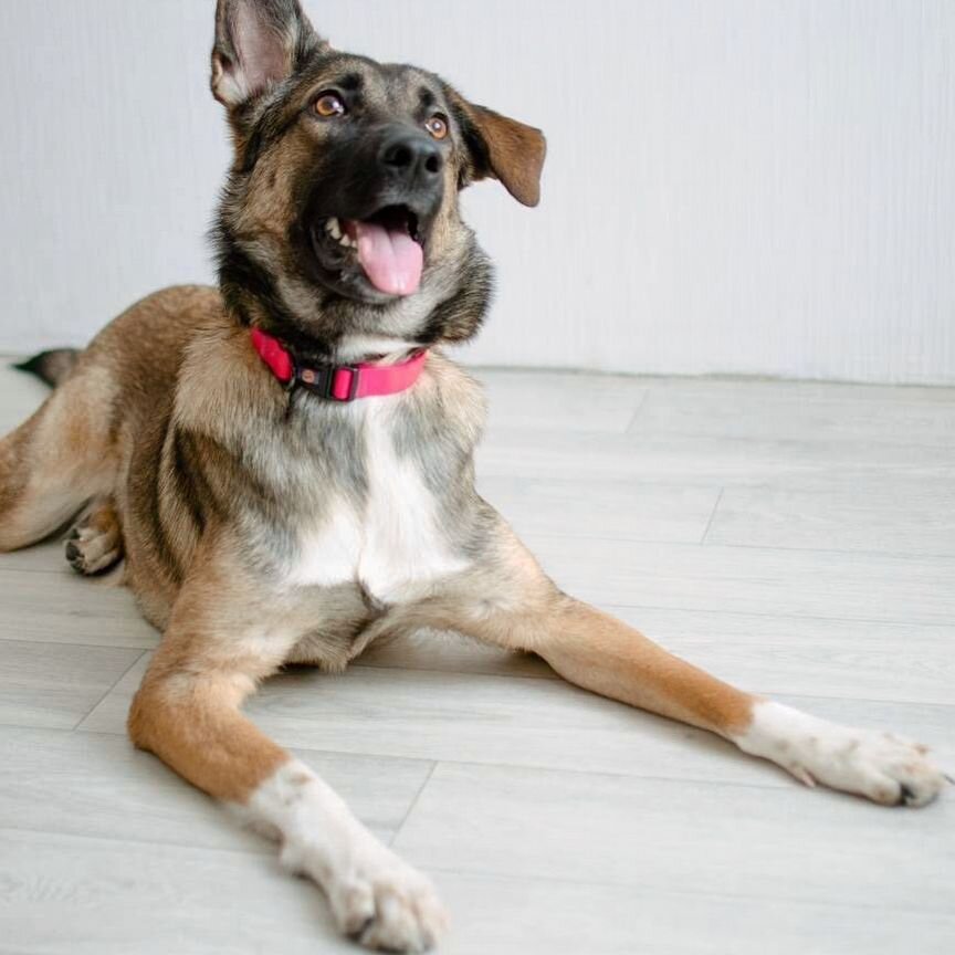 Собака в добрые руки