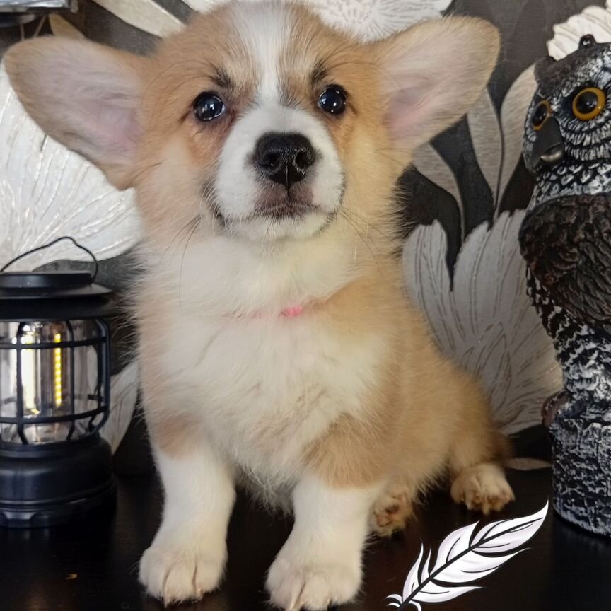 Вельш Корги Пемброк, щенок