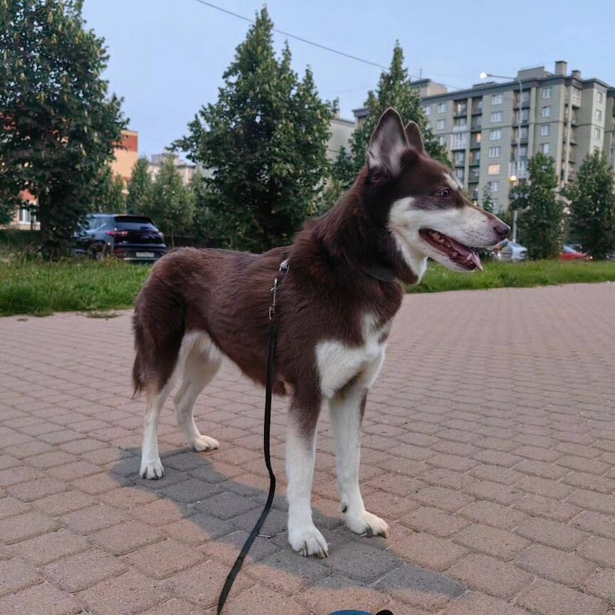 Хаски в добрые руки