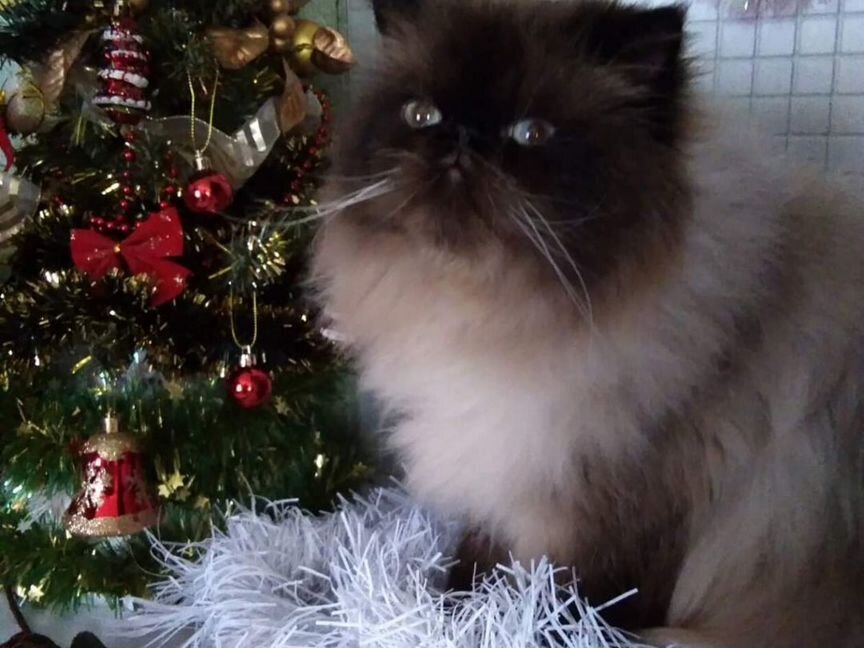 Персидский гималайский кот