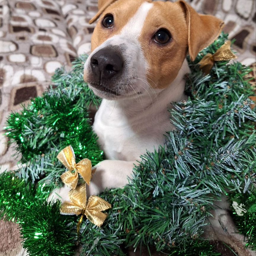 Джек рассел вязка