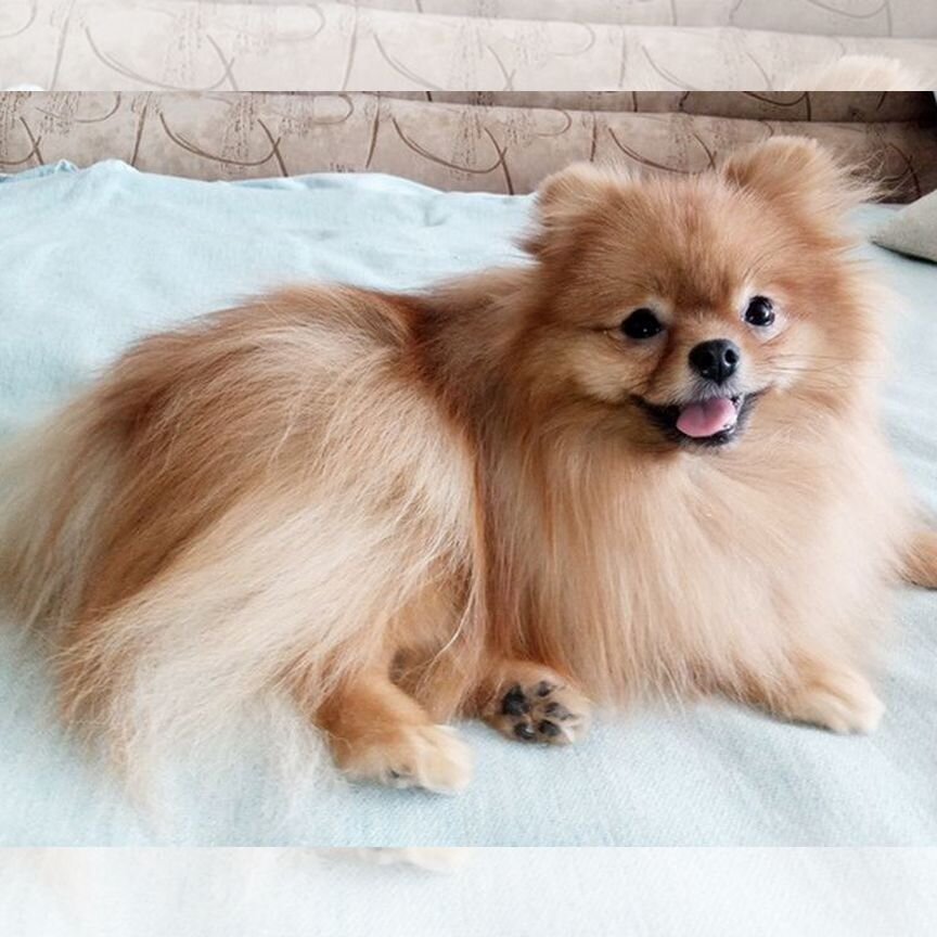 Вязка шпиц мальчик мини померанчик