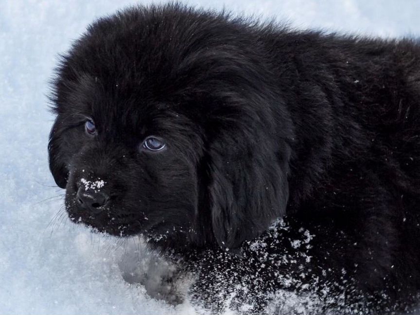 Ньюфаундленд