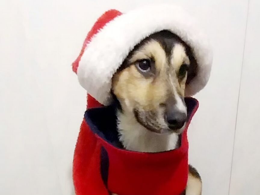 Красивый щенок ищет дом