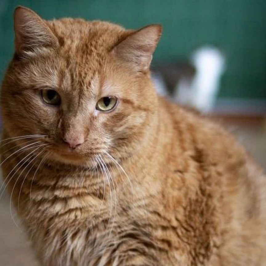 Котик крепыш по кличке Тигр