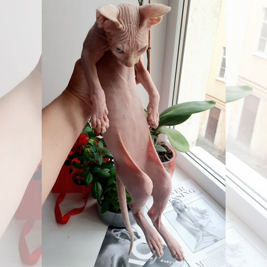 Котенок канадский сфинкс белый разноглазый