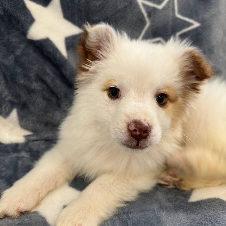 Щенки 2,5 месяца