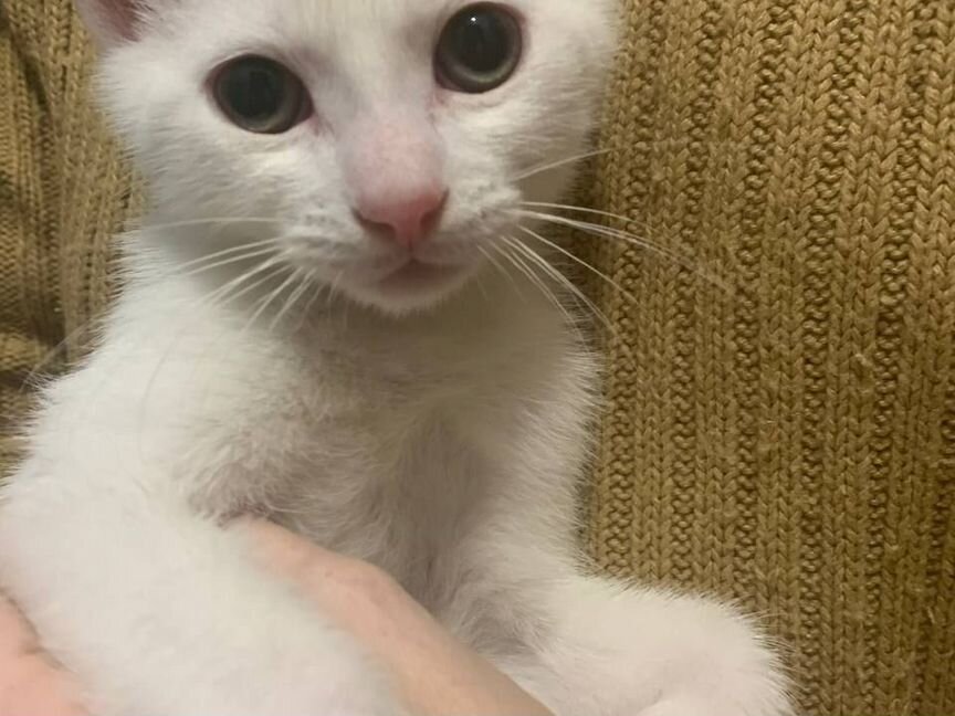 Грустный котенок