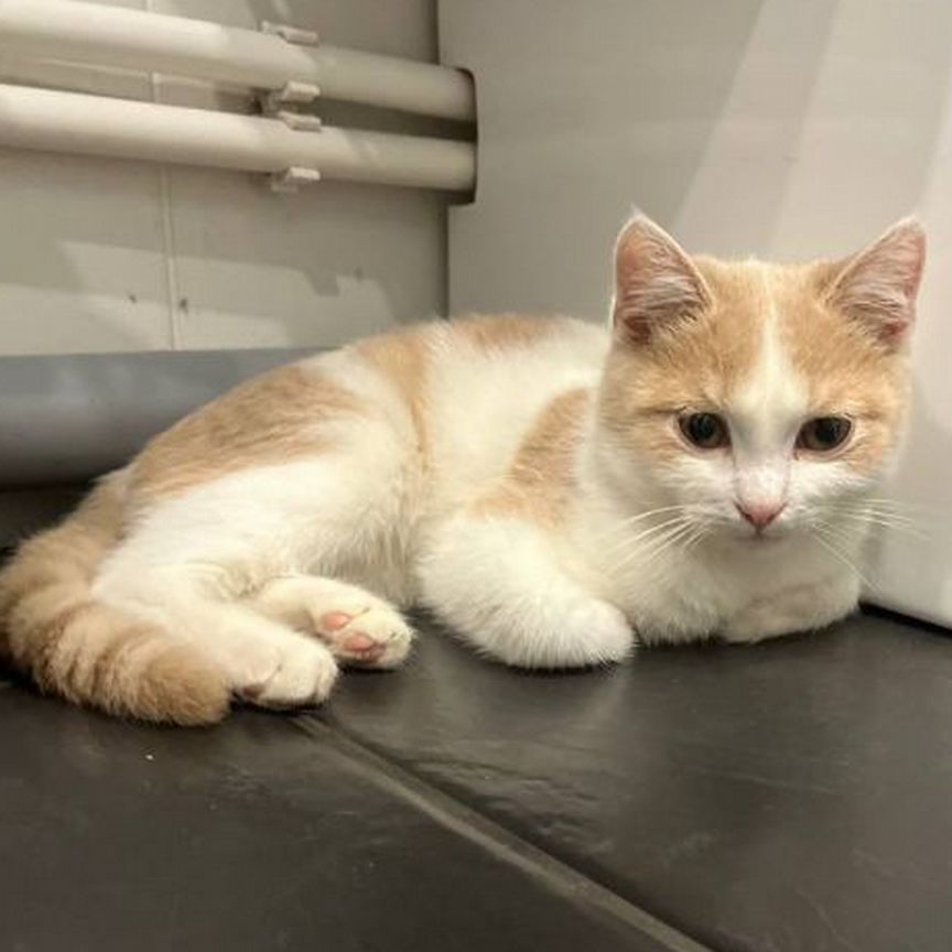 Котёнок в добрые руки