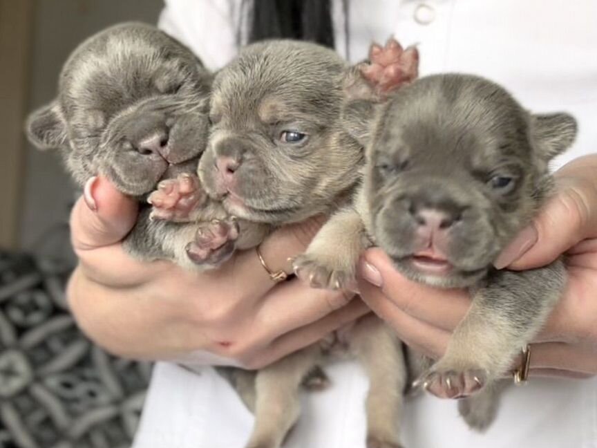 Французский бульдог уникального окраса