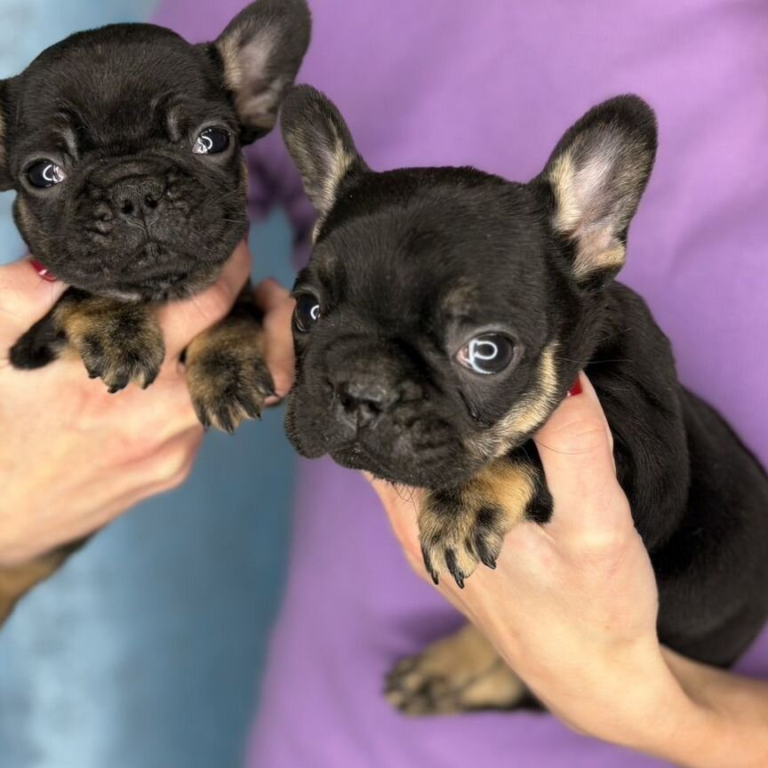 Французский бульдог, щенок