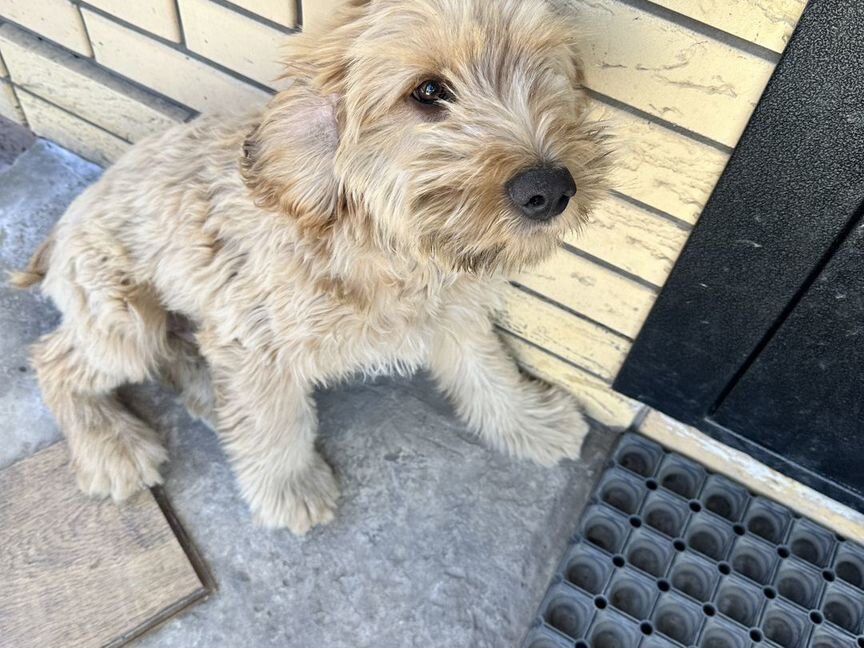 Отдам в добрые руки, бесплатно