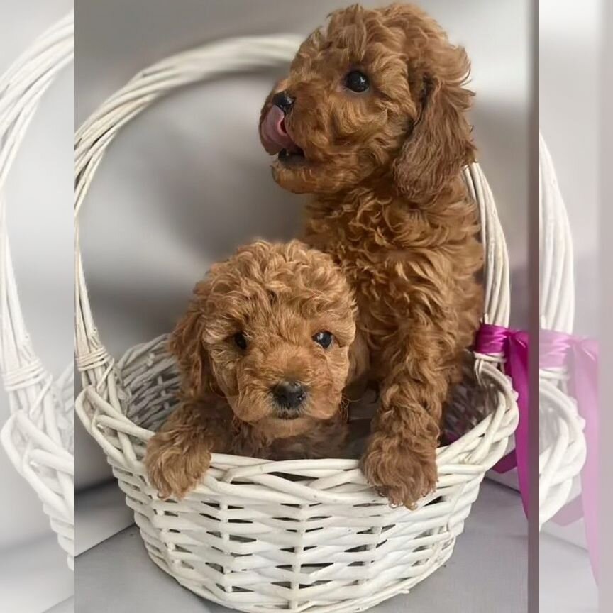 Той-пудель, щенок