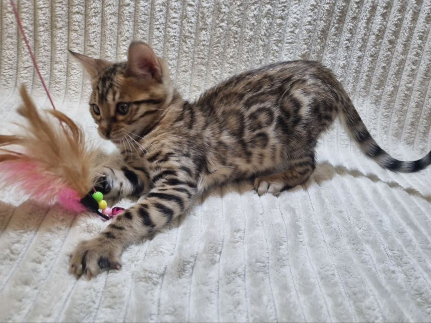 Бенгальские котята