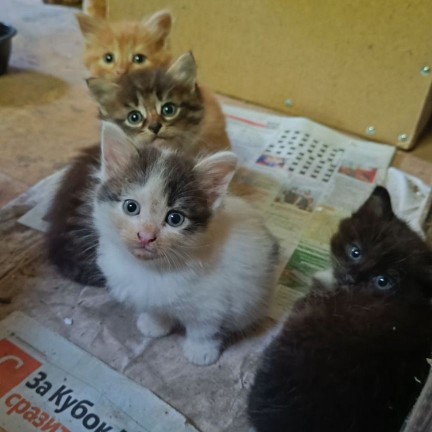 Котята в добрые руки
