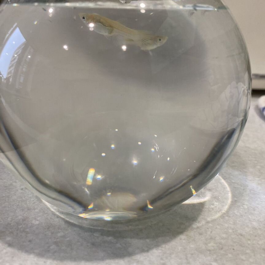 Подрощенные самки гуппи