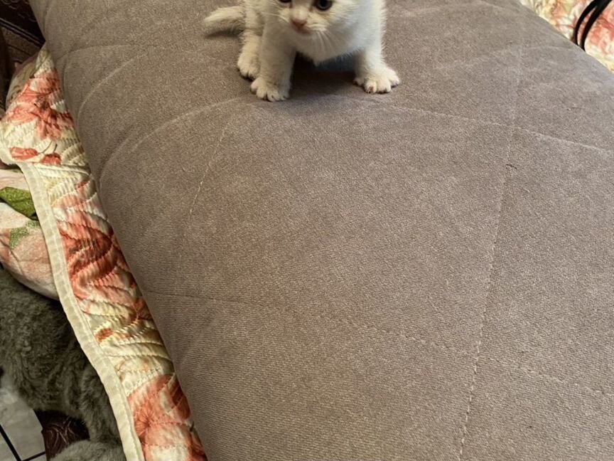 Британские котята