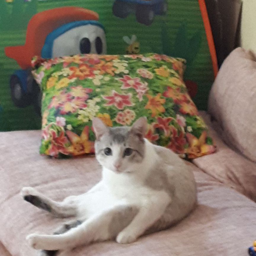 Кот