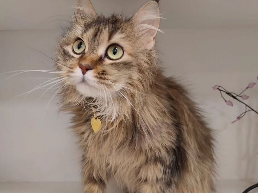 Кошка в добрые руки