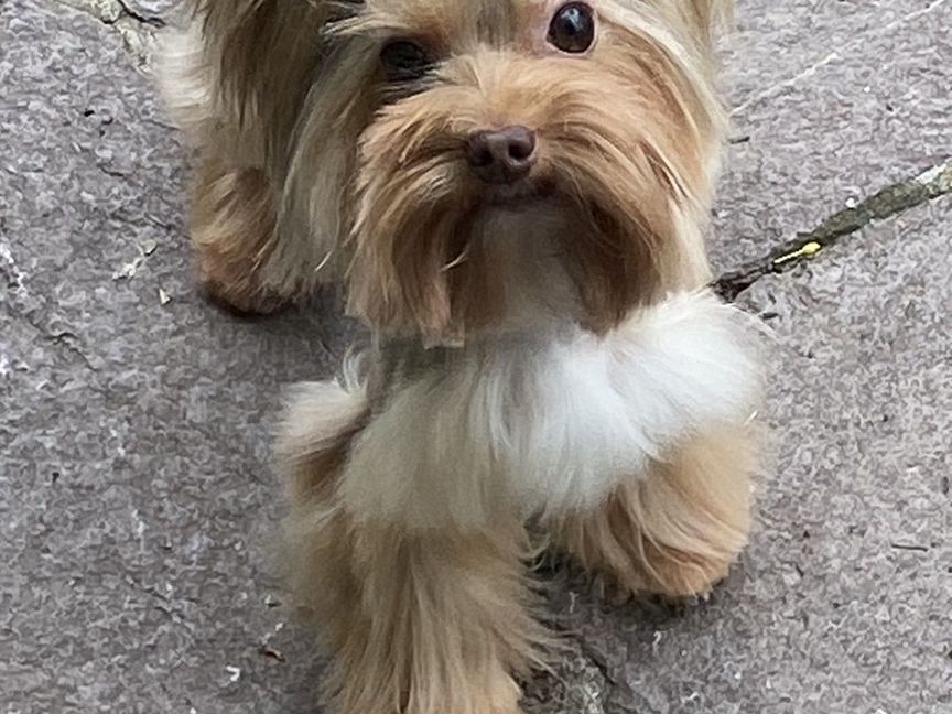 Йоркширский терьер мальчик в семью