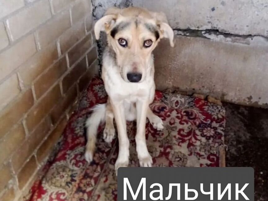 Собака в очереди на усыпление