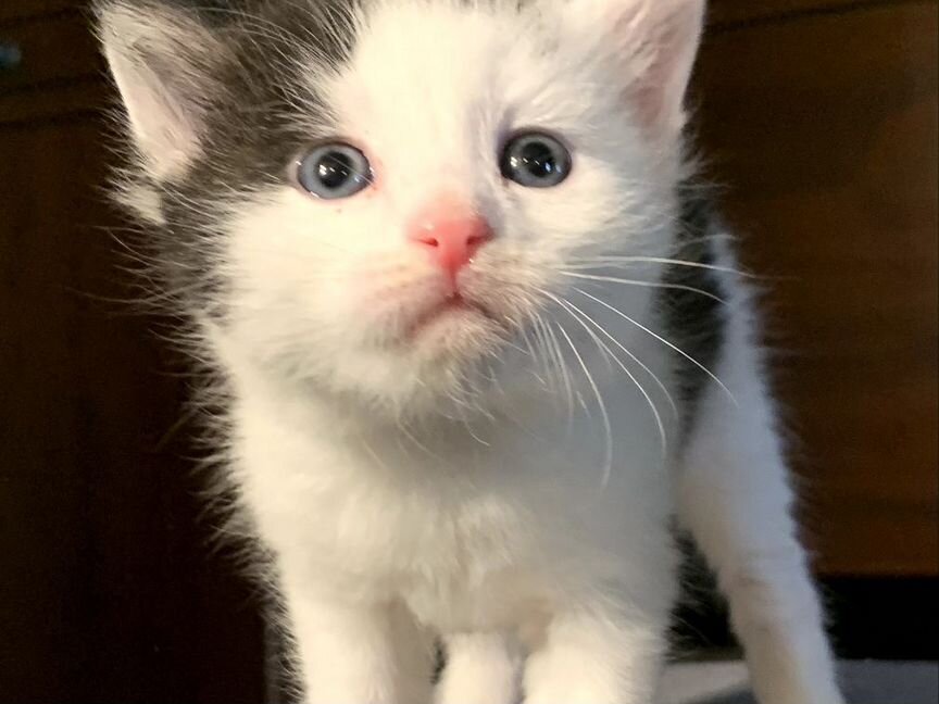 Пушистые котятки в добрые дома