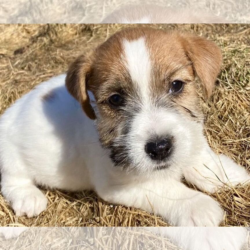 Джек-рассел-терьер, щенок