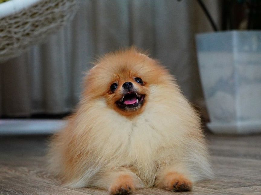 Мини помераночка