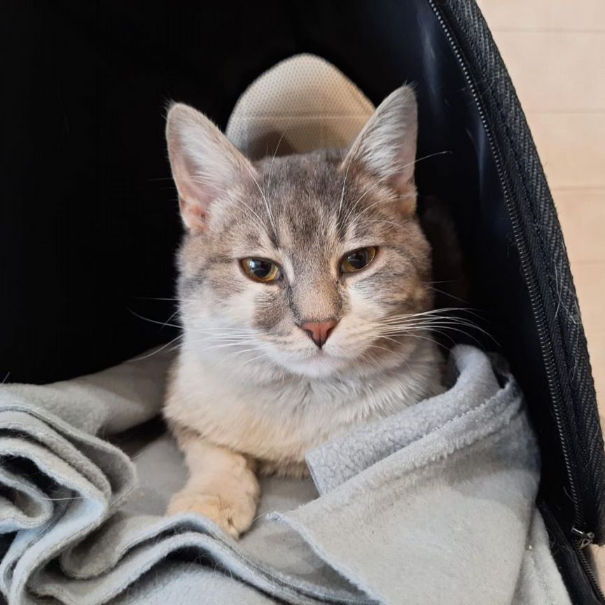 Отдам кота в добрые руки