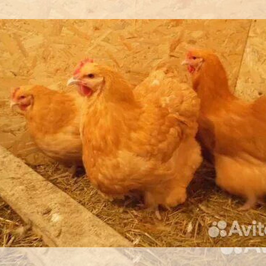 Семья: орпингтон палевый, фавероль лососевая