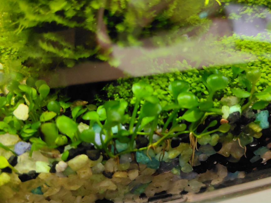 Аквариумные растения